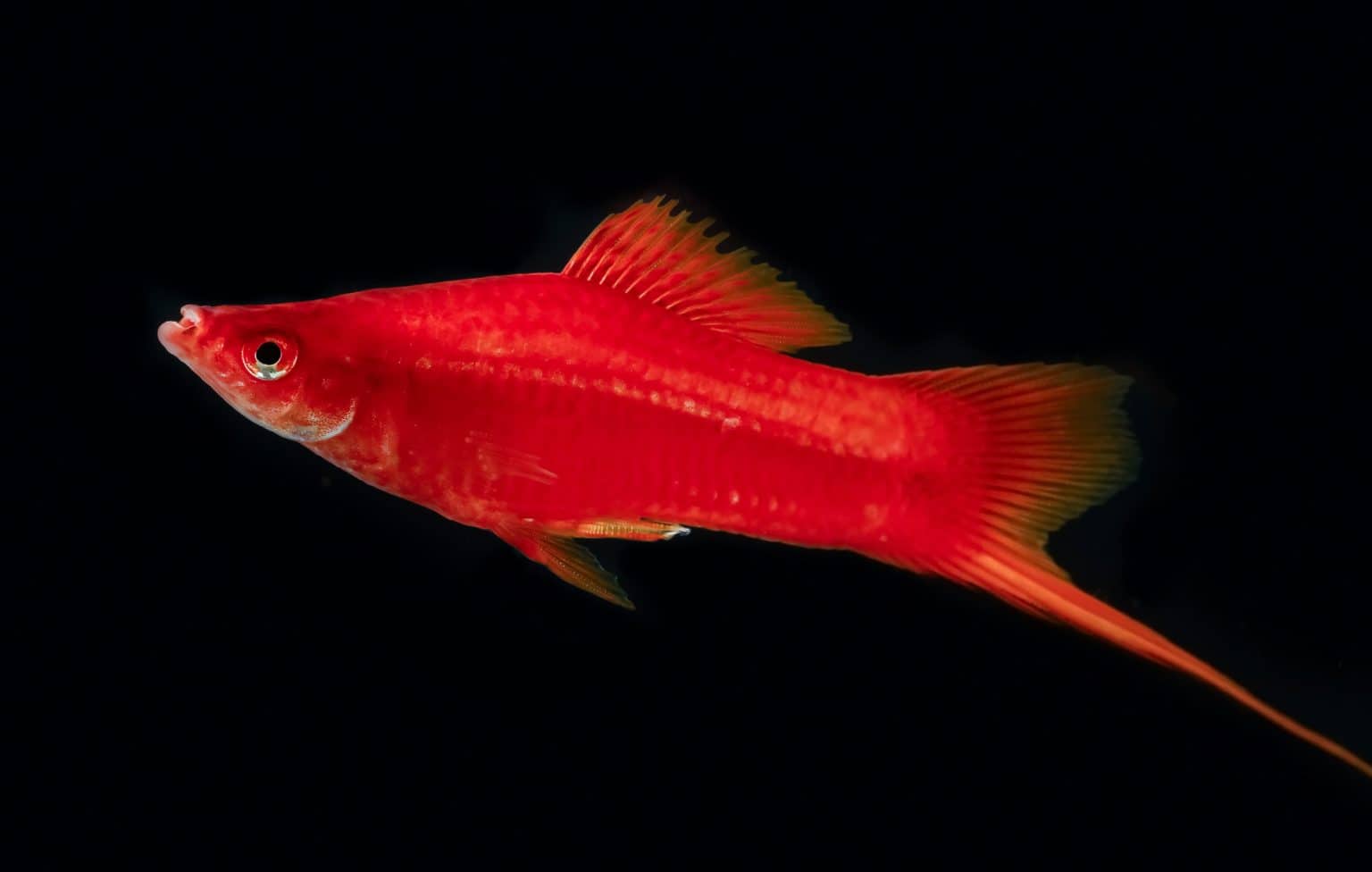 18 Easiest Fish to Breed - Fish Laboratory