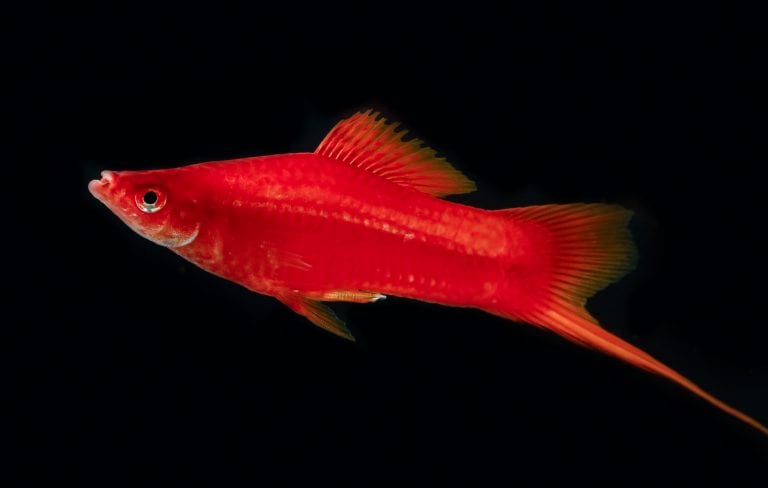 Swordtail Fish (Xiphophorus hellerii): Care Guide - Fish Laboratory