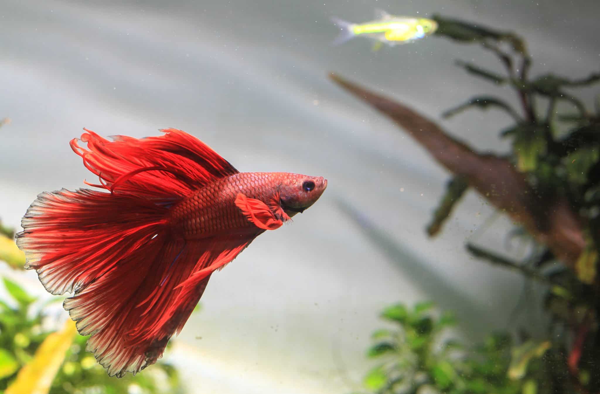 Alien Betta: Care, Size, Breeding, Genetics & More - Fish Laboratory