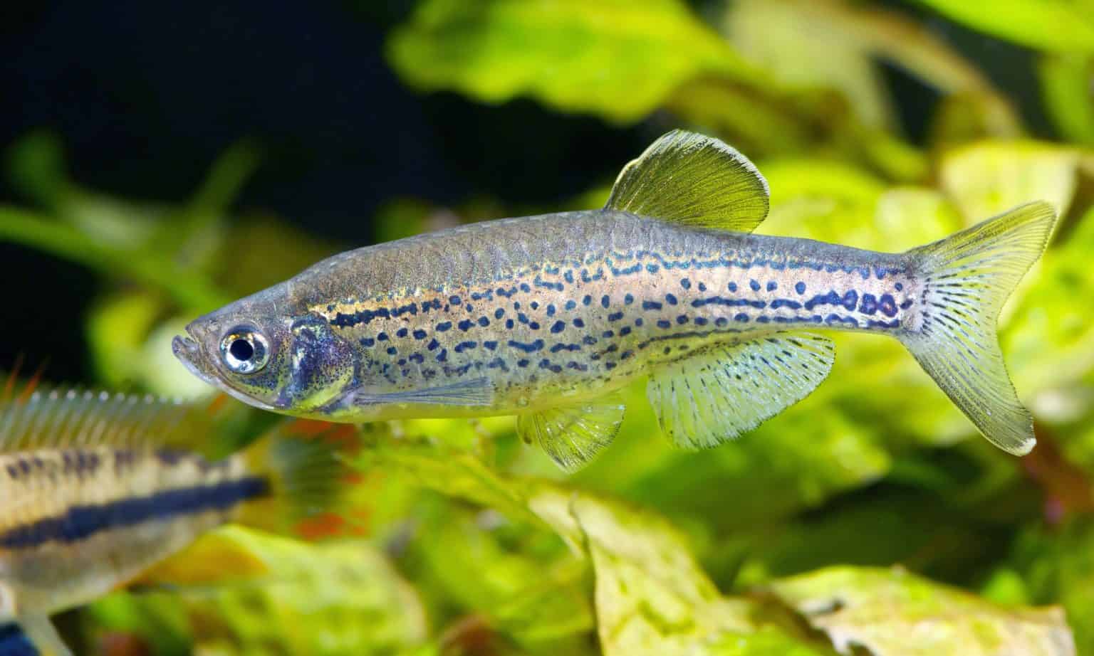 28 Best Guppy Tank Mates: The Ultimate List - Fish Laboratory