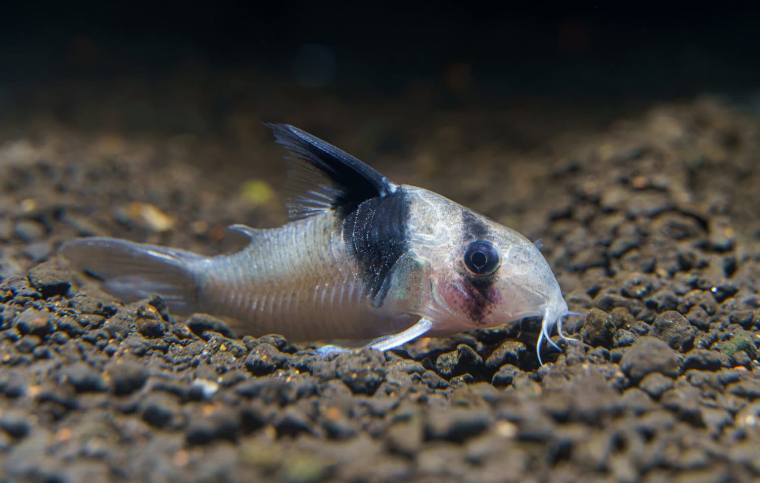 Bronze Corydoras (Corydoras aeneus): Ultimate Care Guide - Fish Laboratory