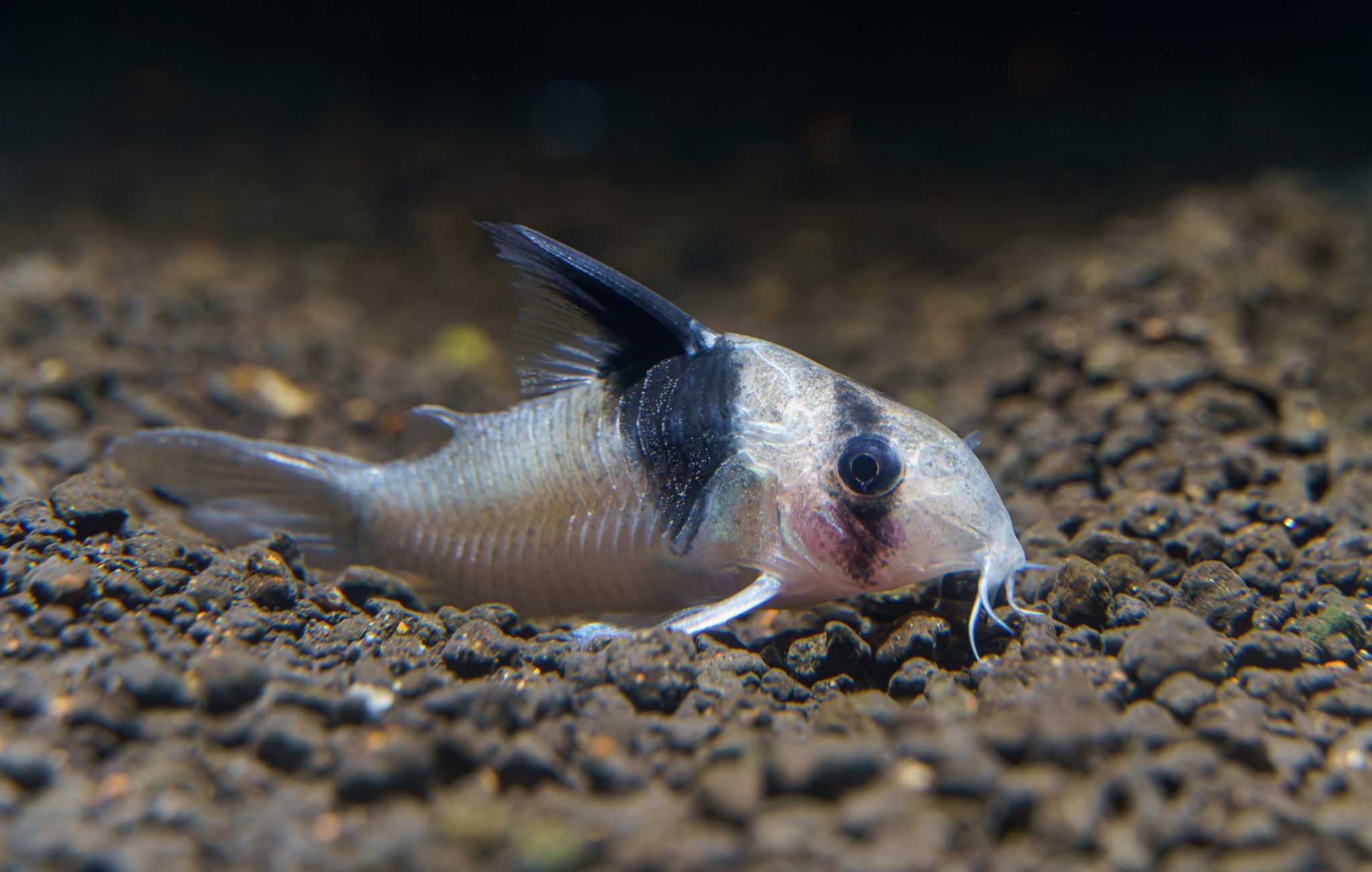 Emerald Cory Catfish (Corydoras splendens): Ultimate Care Guide - Fish ...