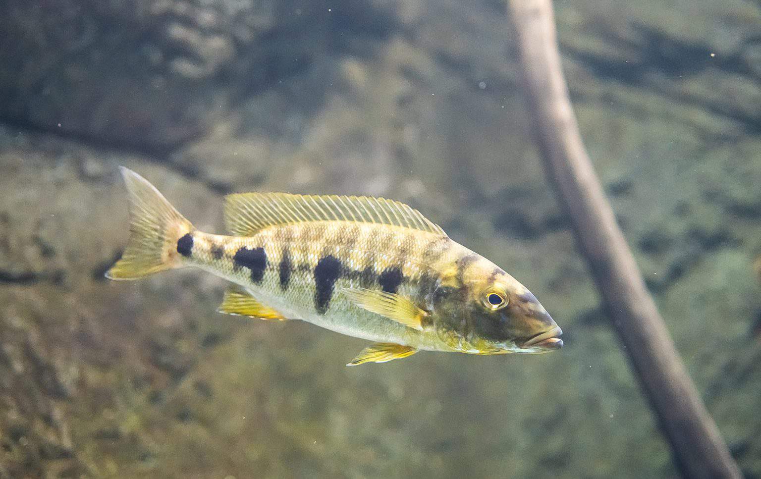 Uaru Cichlid (Uaru amphiacanthoides): Ultimate Care Guide - Fish Laboratory