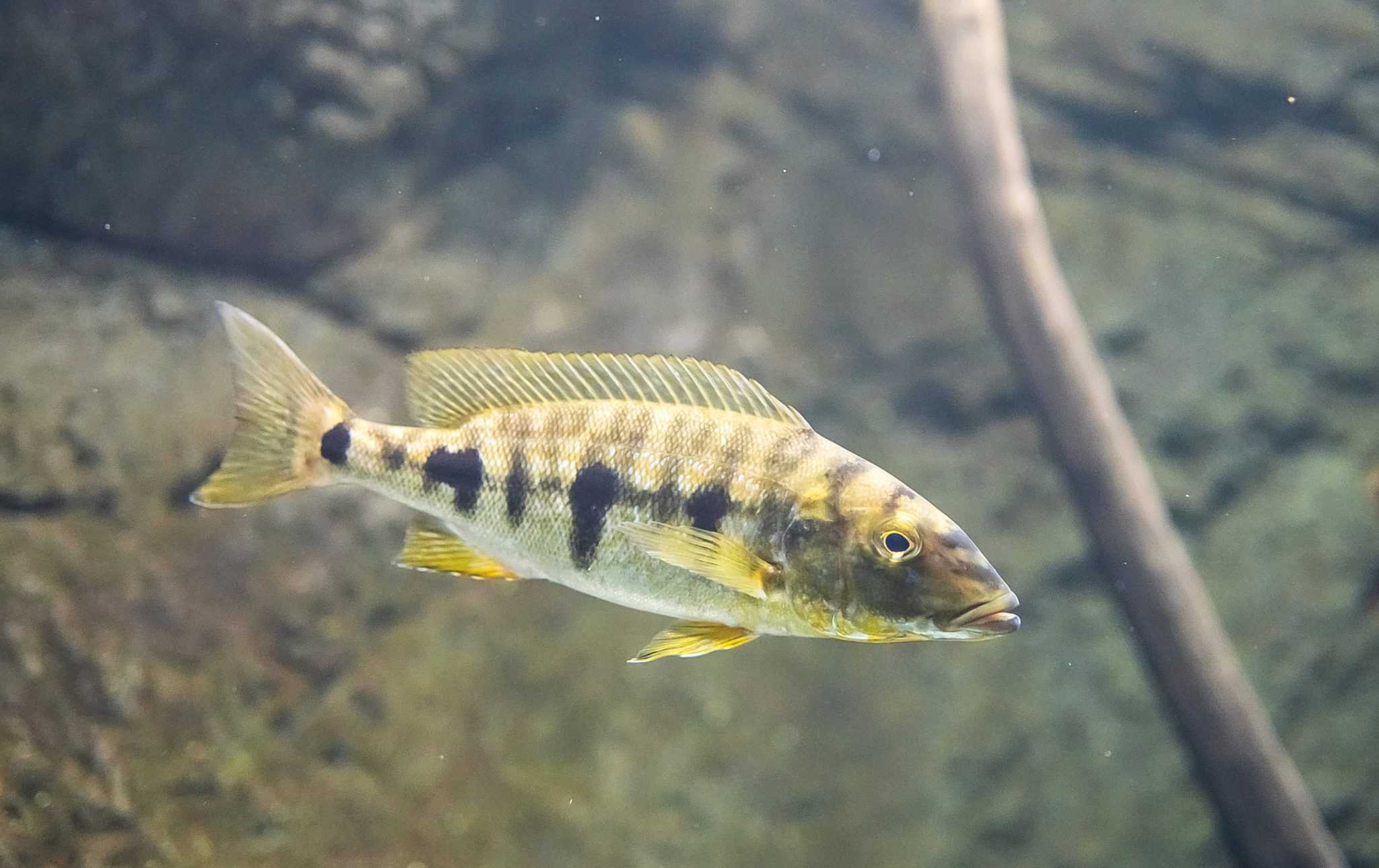 Uaru Cichlid (Uaru amphiacanthoides): Ultimate Care Guide - Fish Laboratory