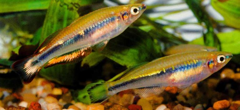 Madagascar Rainbowfish (Bedotia geayi): Care Guide - Fish Laboratory