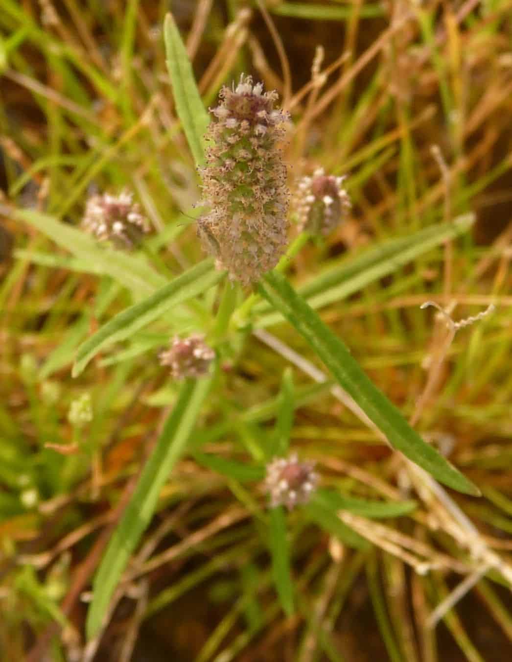 Pogostemon Stellatus: Aquarium Plant Species Profile - Fish Laboratory