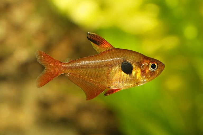 Blue Tetra (Boehlkea fredcochui): Ultimate Care Guide - Fish Laboratory