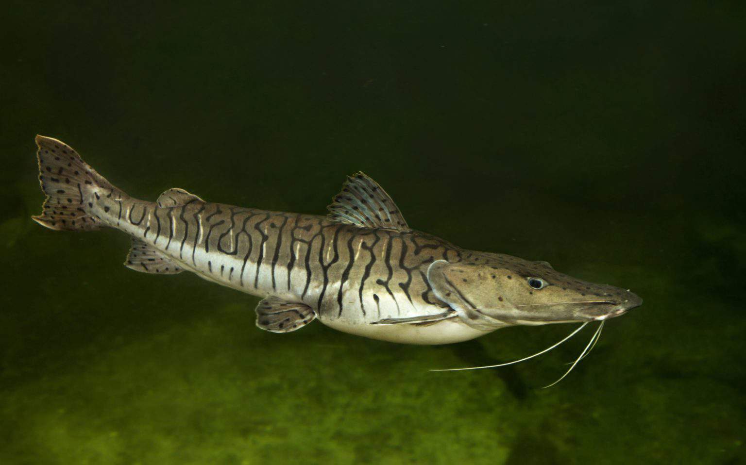 Twig Catfish (Farlowella vittata): Ultimate Care Guide - Fish Laboratory
