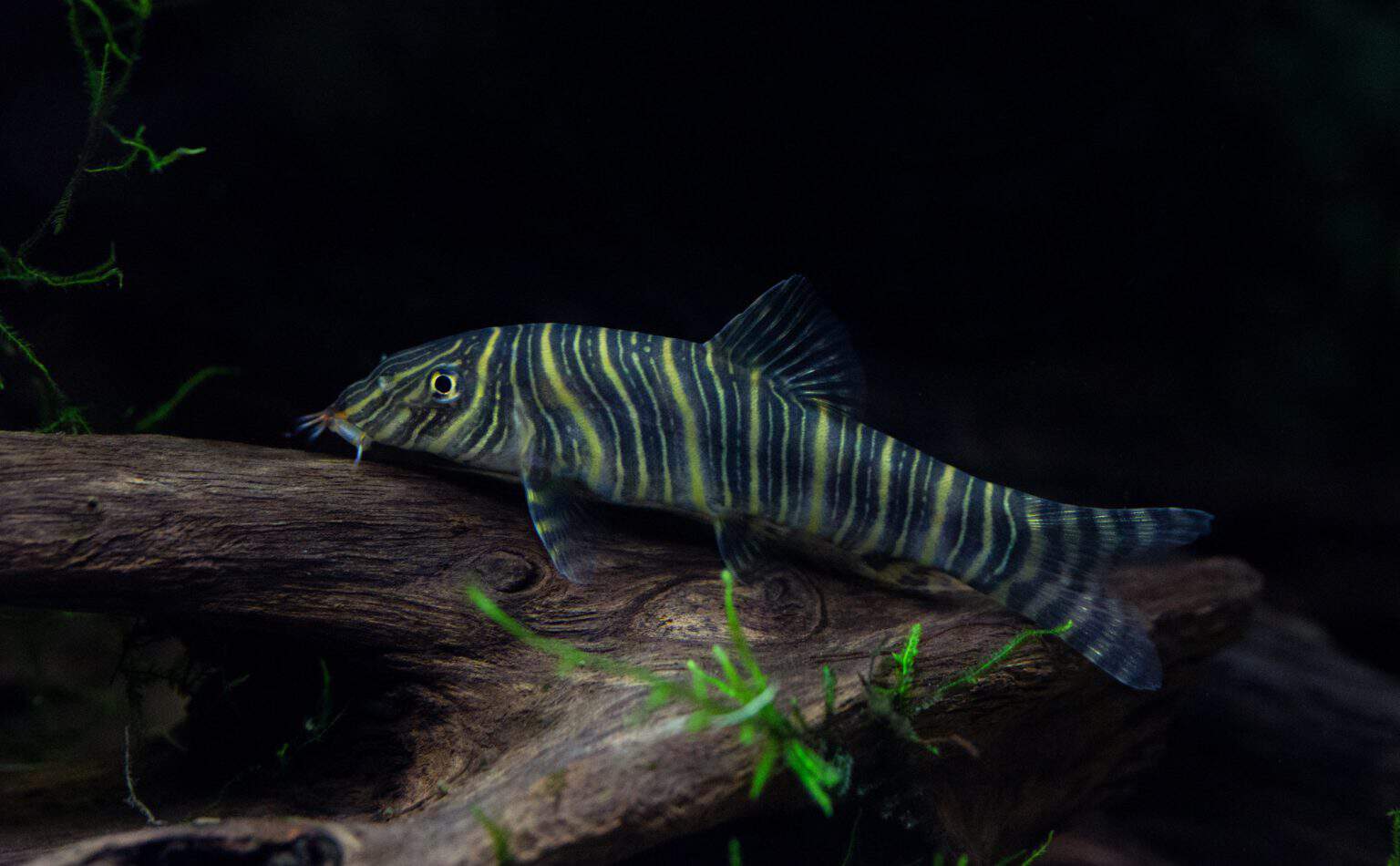 Loach Types, Size, & Care: The Ultimate Guide - Fish Laboratory