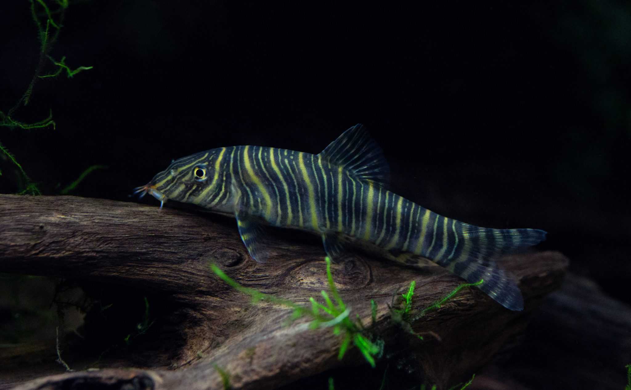 Loach Types, Size, & Care: The Ultimate Guide - Fish Laboratory