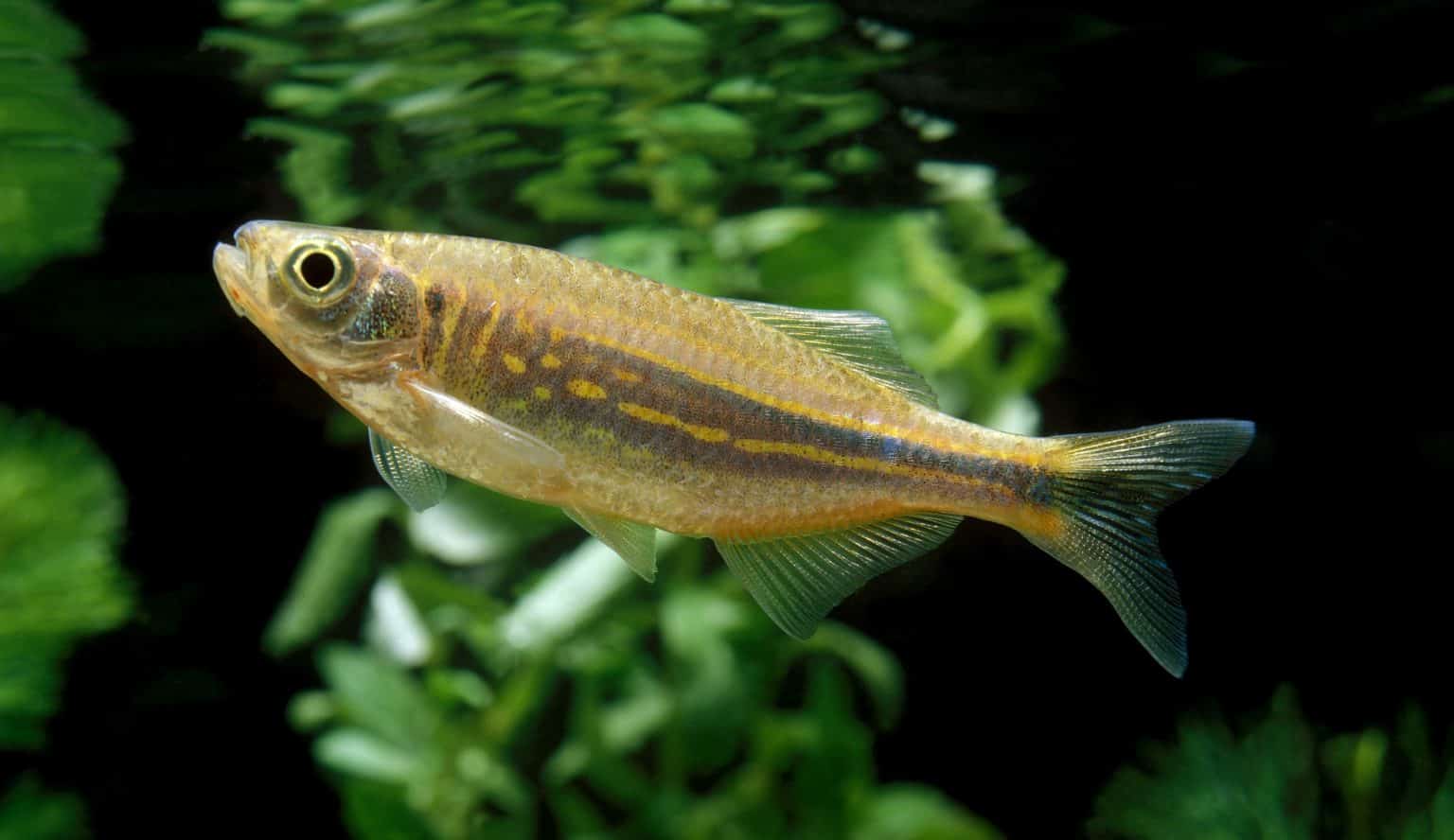 Danio Kyathit Care Guide (Orange Finned Danio) - Fish Laboratory