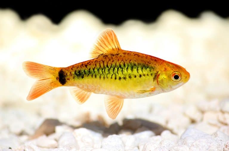 Gold Barb (Barbodes semifasciolatus): Care Guide - Fish Laboratory