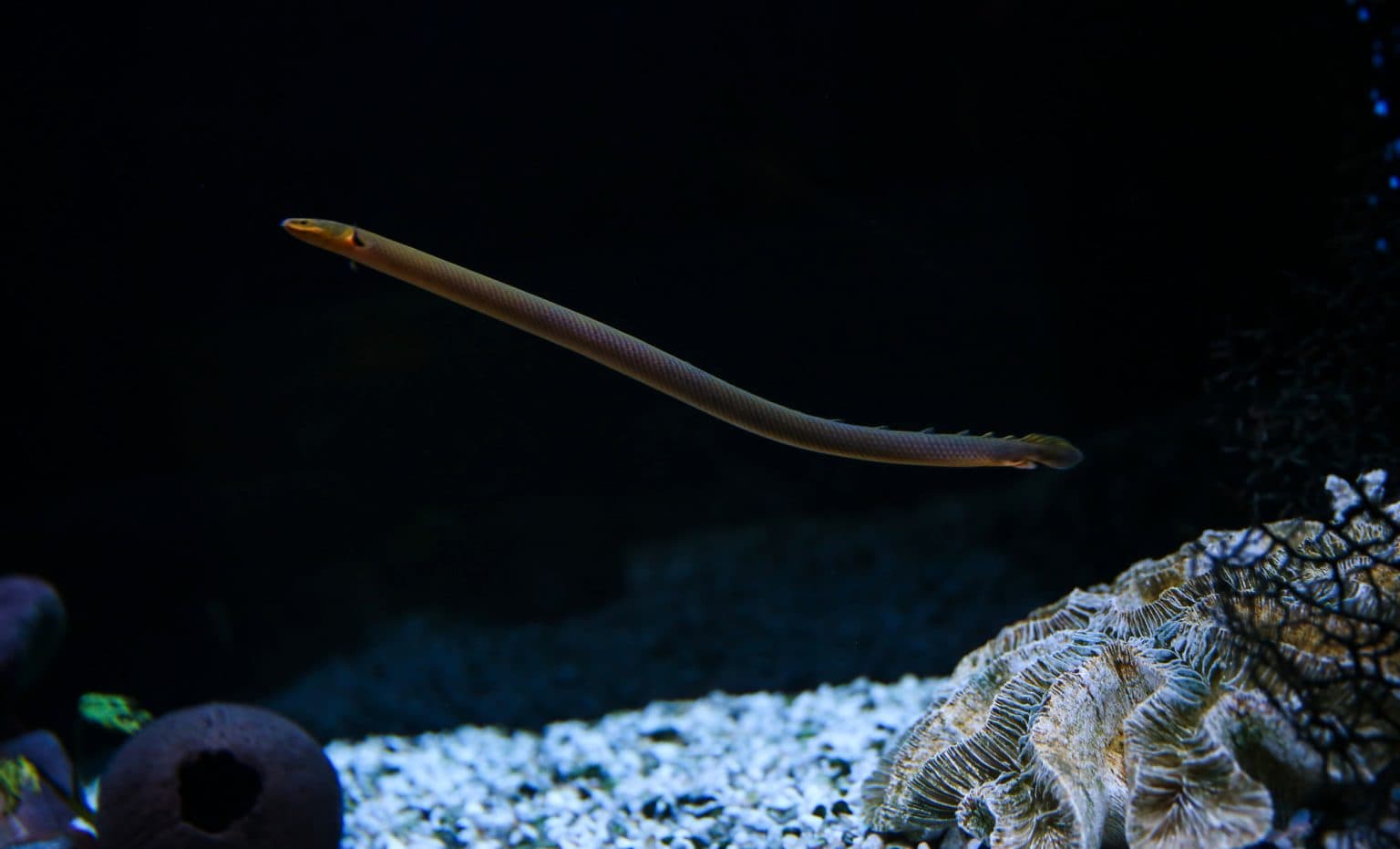 Rope Fish (Erpetoichthys calabaricus): Species Profile & Care - Fish ...