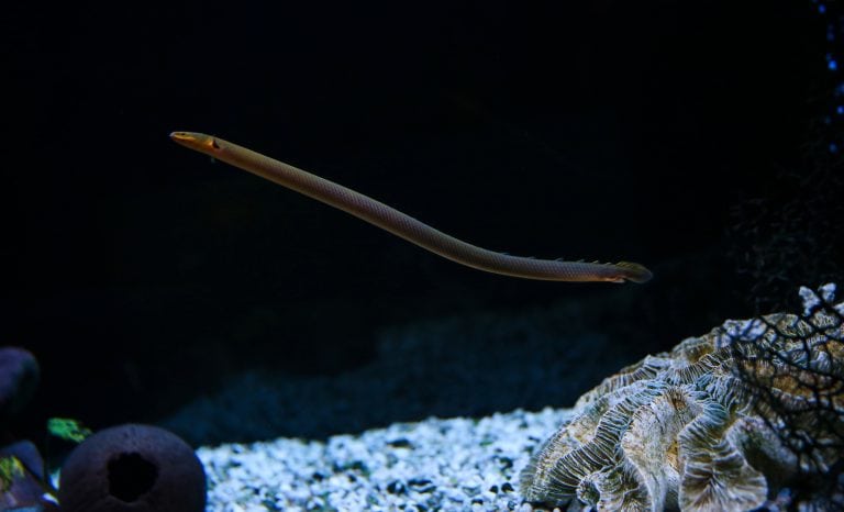 Rope Fish (Erpetoichthys calabaricus): Species Profile & Care - Fish ...