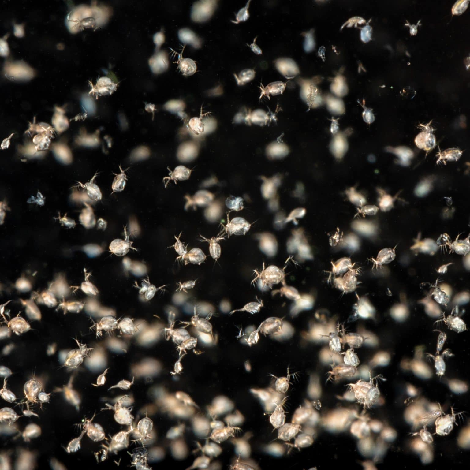 Fish Laboratory - Aquarium Fish, Aquarium Plants, and Fish Tank Setups ...