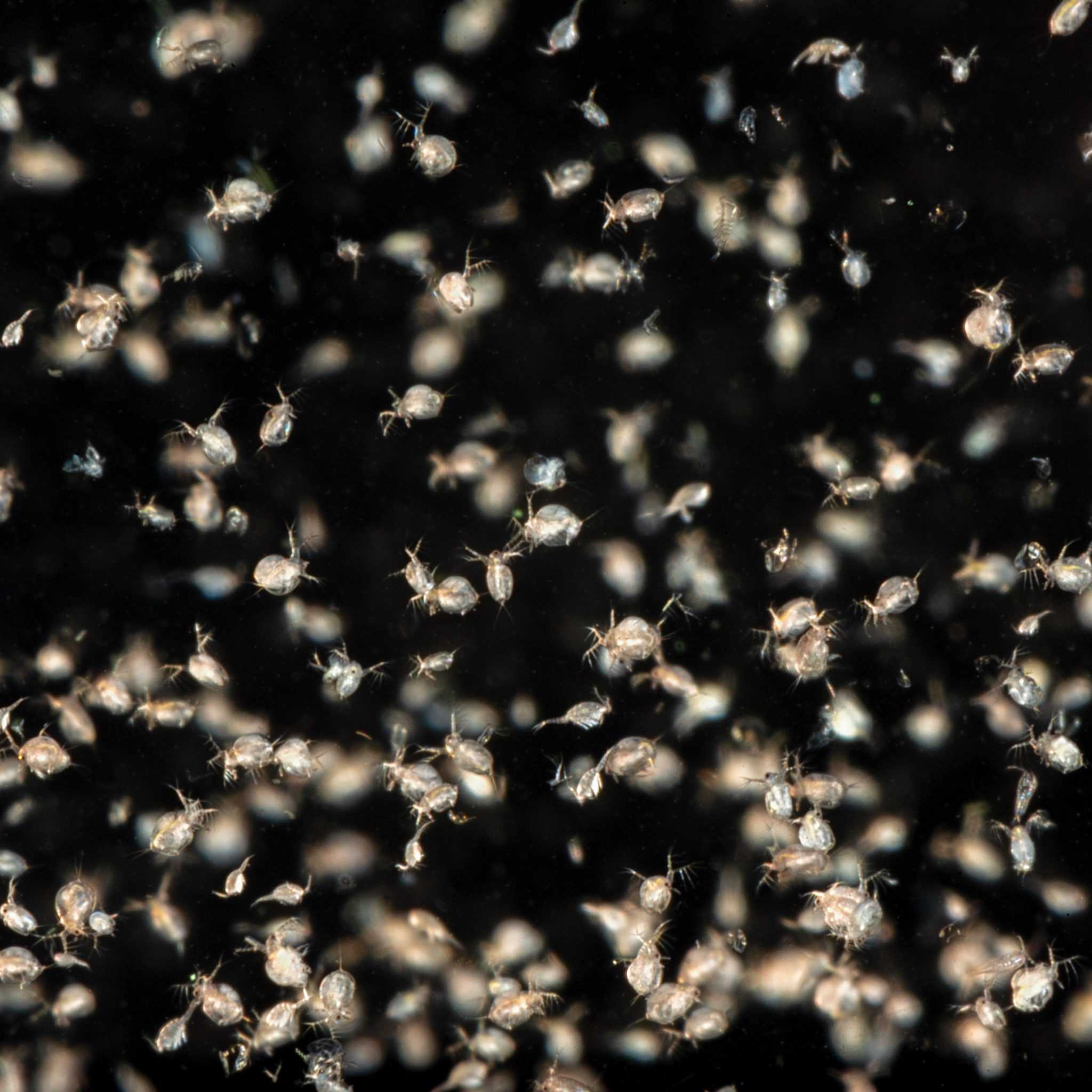 Fish Laboratory - Aquarium Fish, Aquarium Plants, and Fish Tank Setups ...